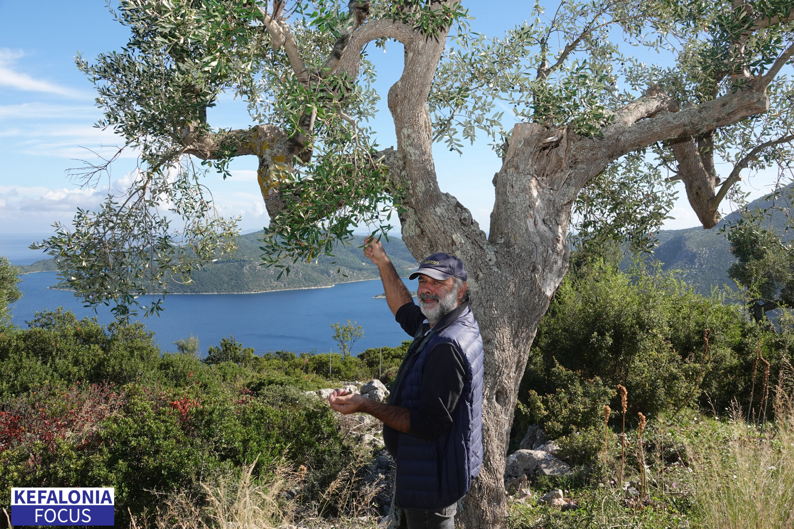 Ithaca’s poem το αγουρέλαιο από τον αγρό του Λαέρτη - Kefalonia Focus