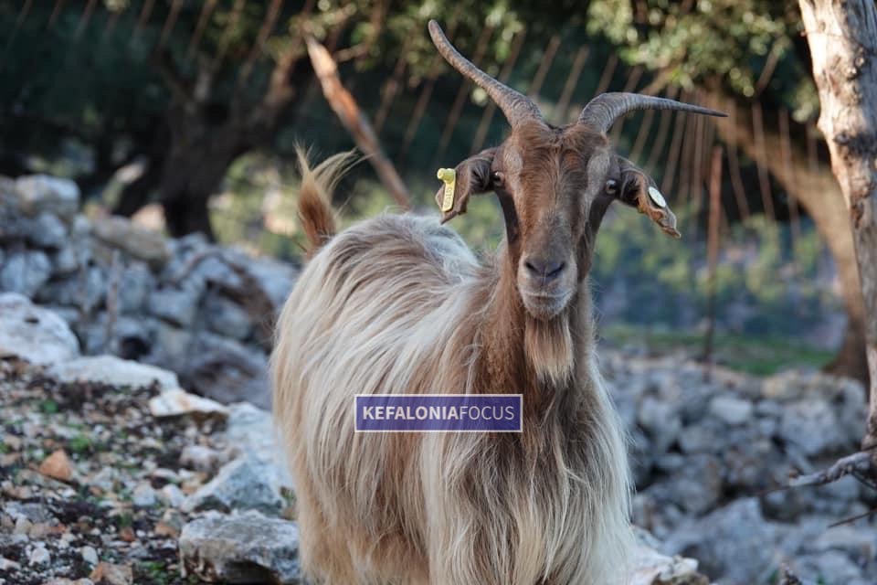 Ε.Α.Σ. : Ενημέρωση προς τους Κτηνοτρόφους - Kefalonia Focus