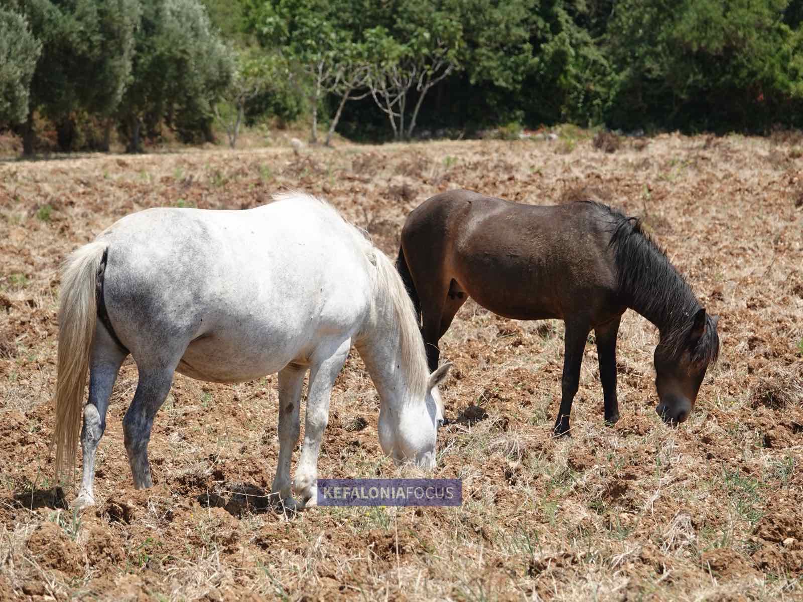 Τα άλογα του Αίνου στην Ευρωπαϊκή Επιτροπή – Παρέμβαση του ευρωβουλευτή ...