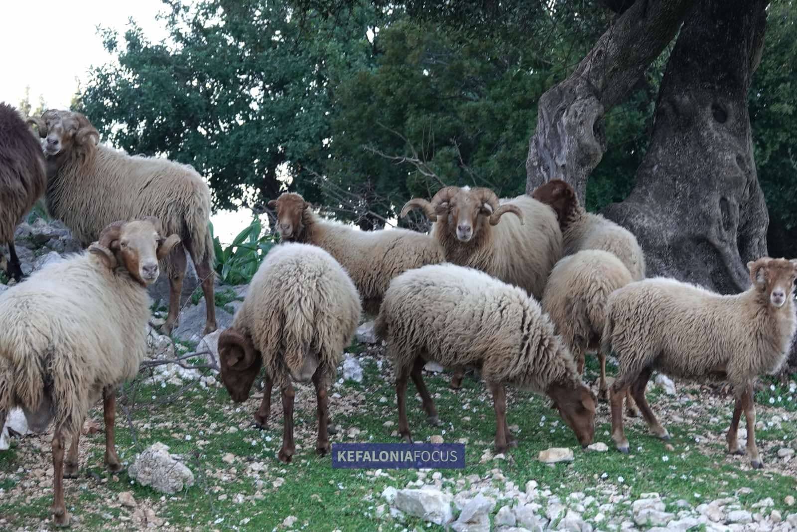 Έκτακτα μέτρα για την ευλογιά των προβάτων στην Κεφαλονιά – Ζώνες ...